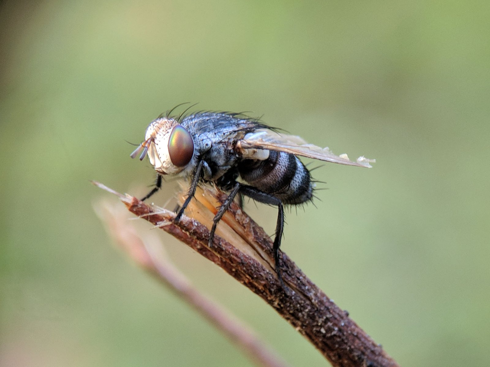 Flies | Mc Ace Pest Control Philippines
