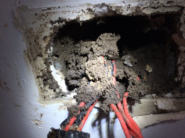 7 Signs of Termite Infestation at Your House | Mc Ace Pest Control ...