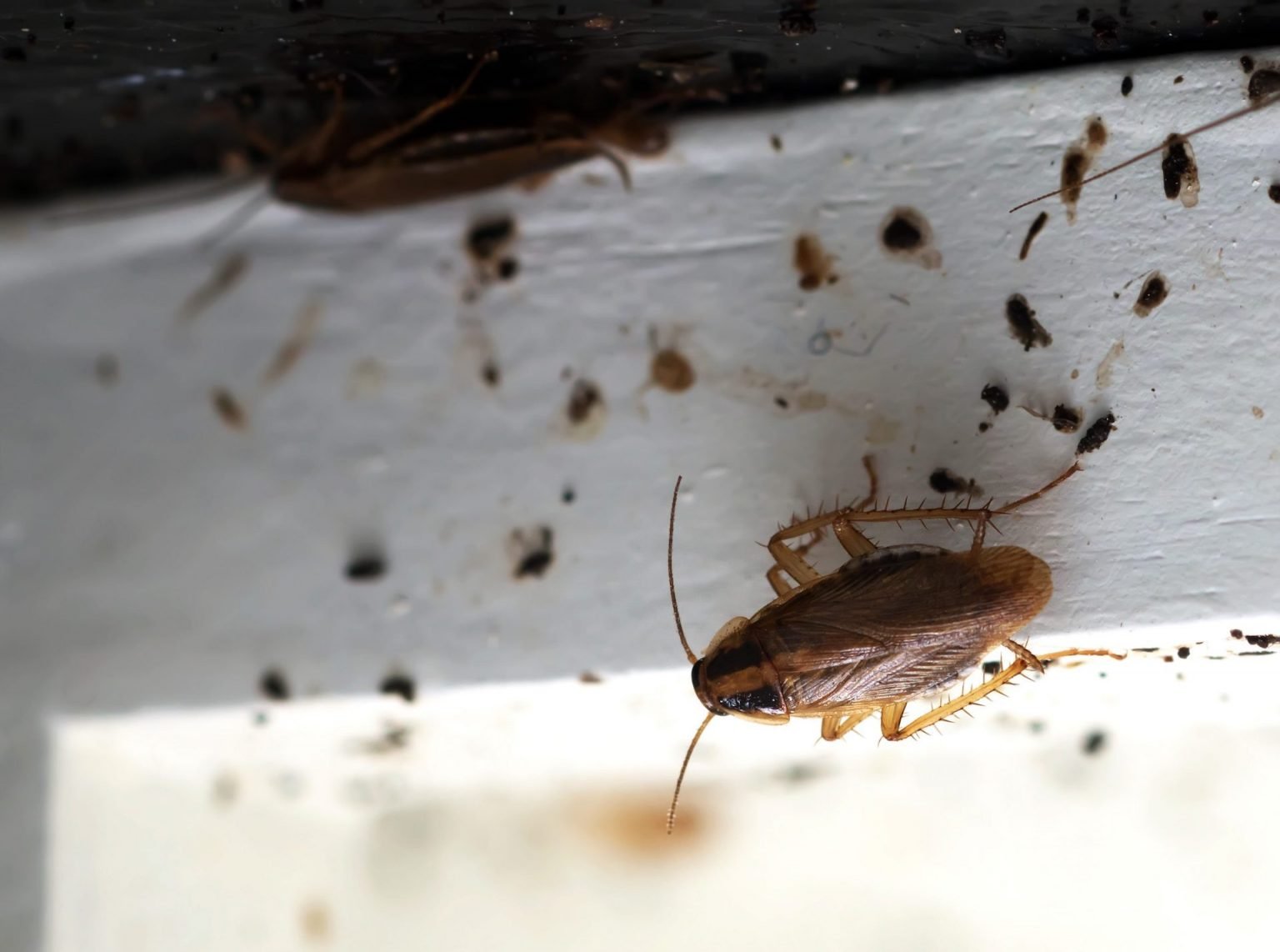 Mabisang Pamatay sa Maliliit na Ipis (German Cockroach) | Mc Ace Pest ...