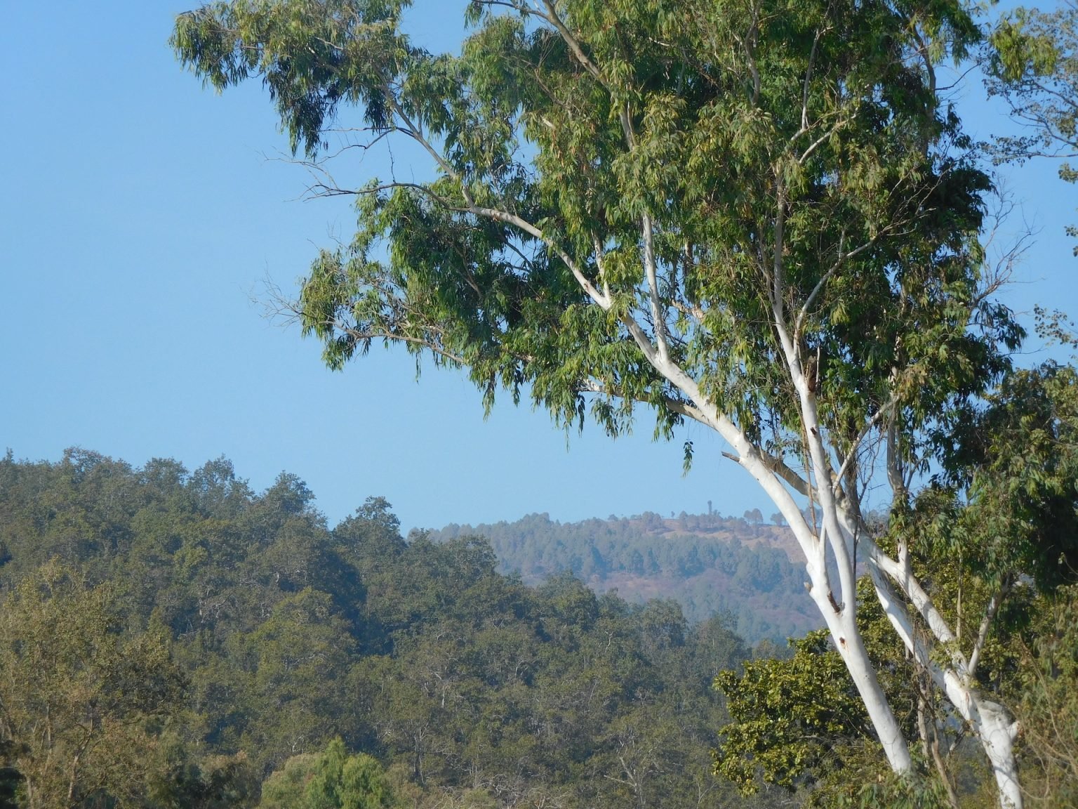 10 Mosquito-Repelling Plants for Pinoy Plantitos & Plantitas | Mc Ace ...