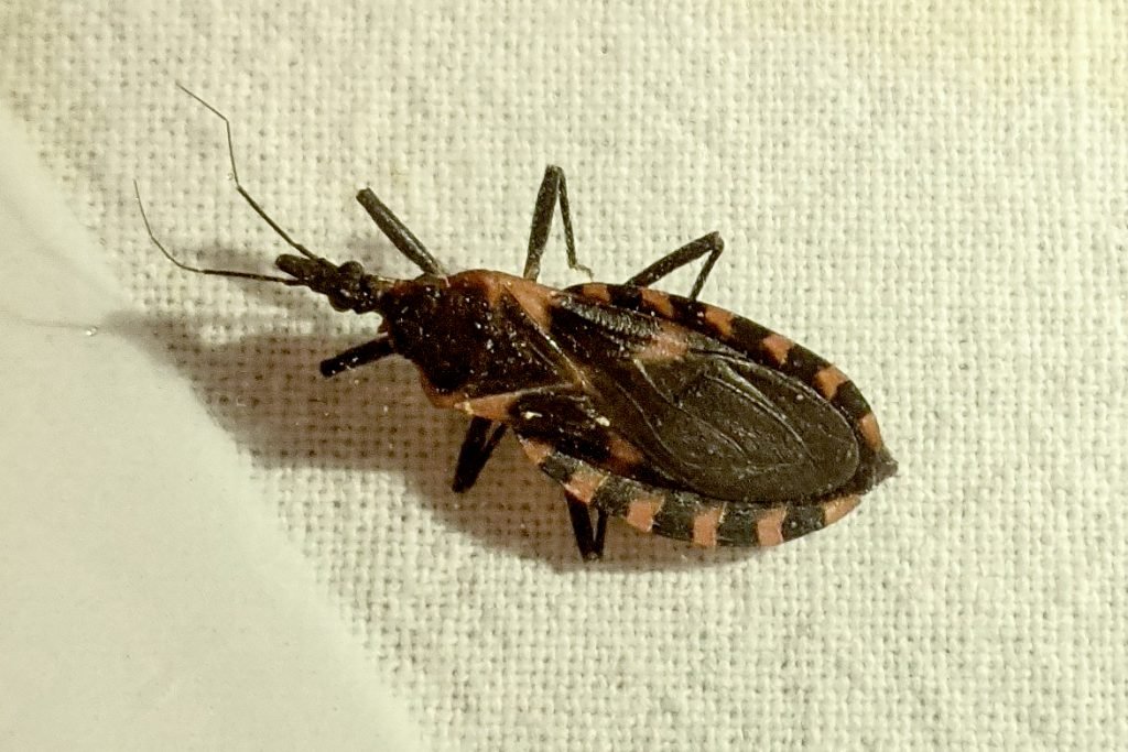 LOOK: 15 Most Dangerous Insects in the Philippines | Mc Ace Pest ...