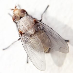 LOOK: 15 Most Dangerous Insects in the Philippines | Mc Ace Pest ...