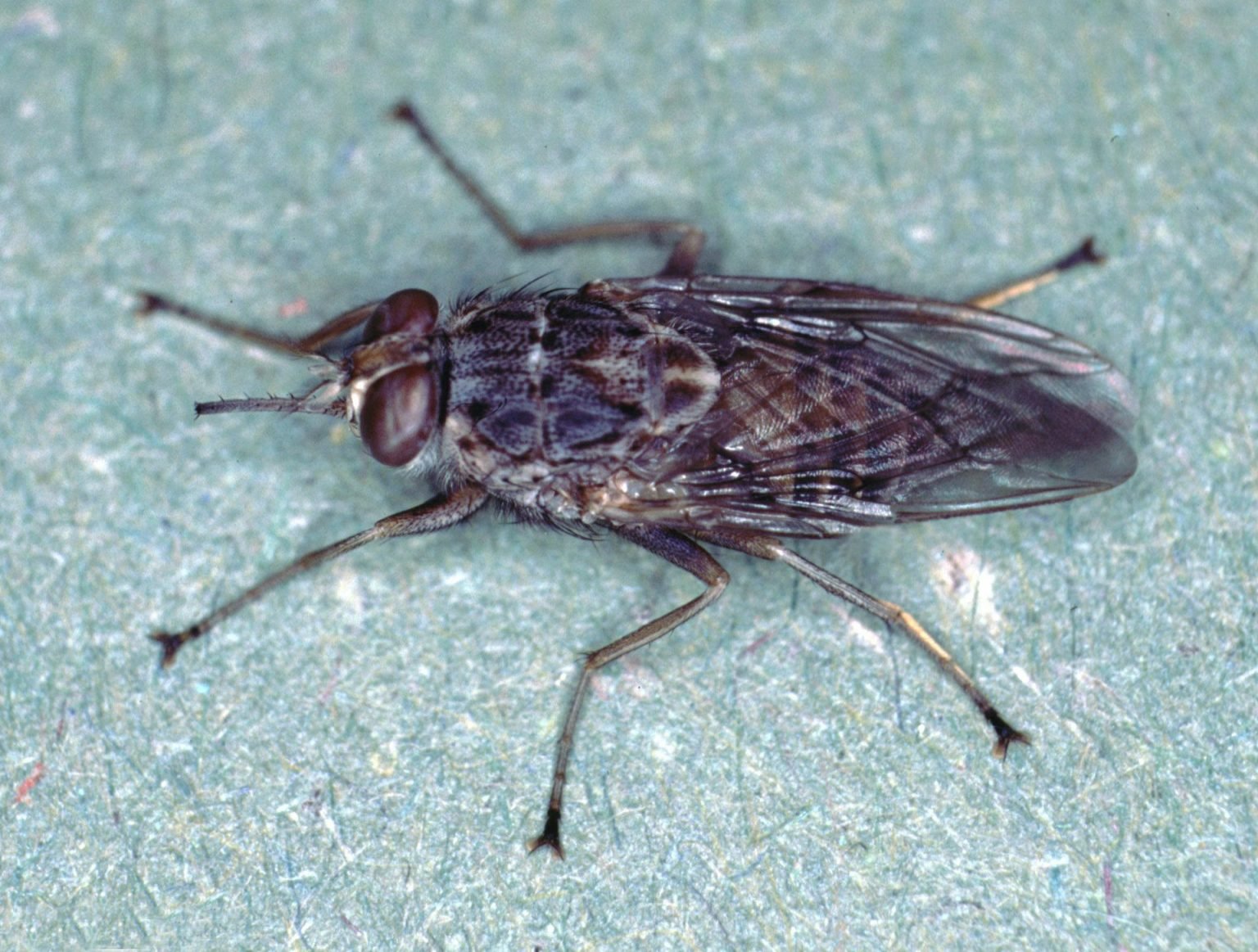 LOOK: 15 Most Dangerous Insects in the Philippines | Mc Ace Pest ...
