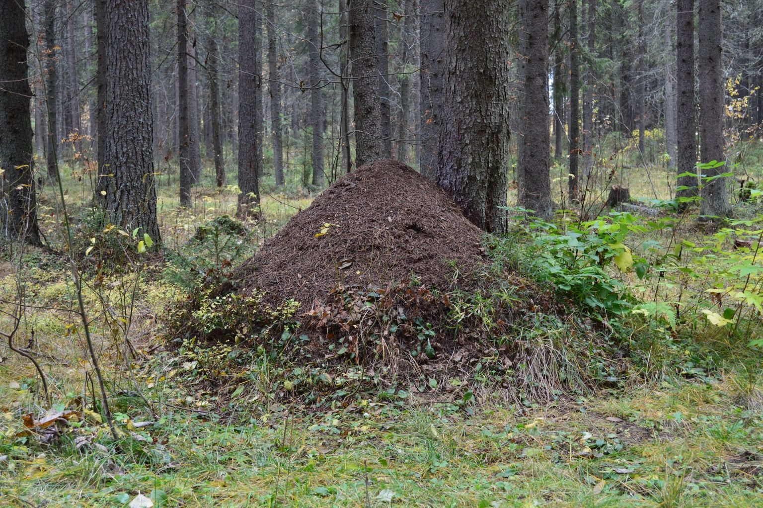 How to Properly Demolish Insect Mounds and Hives | Mc Ace Pest Control ...
